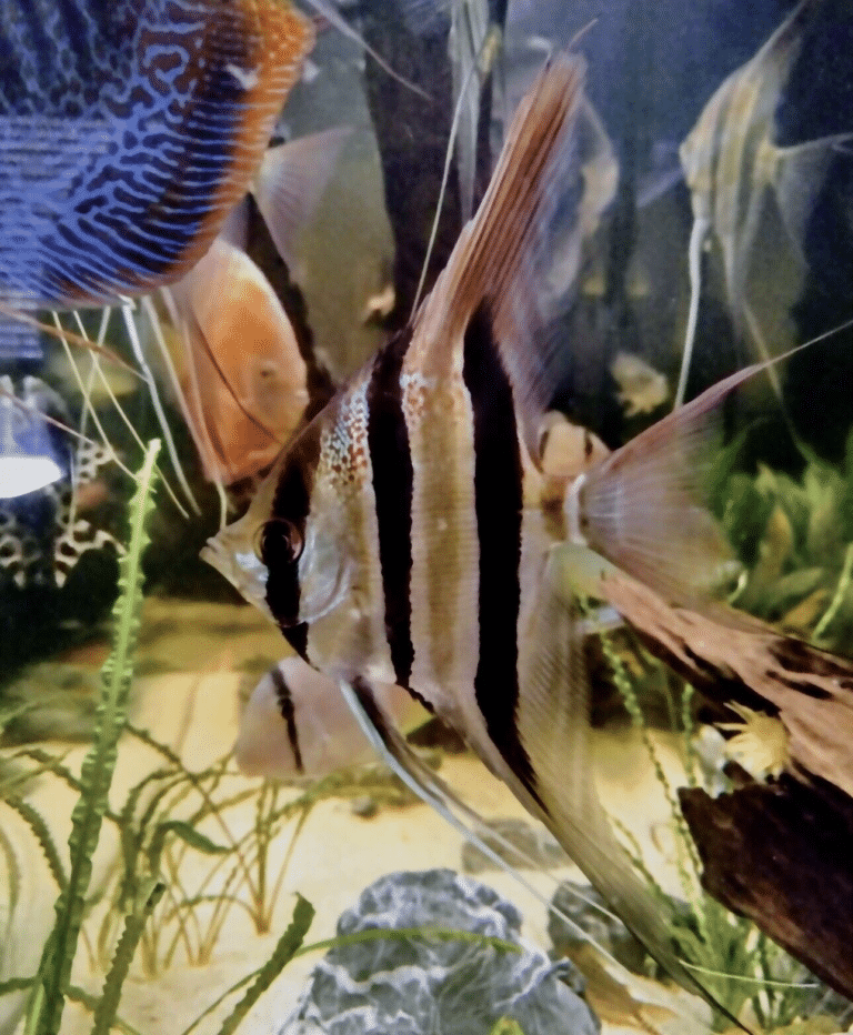Altum Peruensis Angelfish – Pterophyllum Altum/Peruensis | Buy Online ...