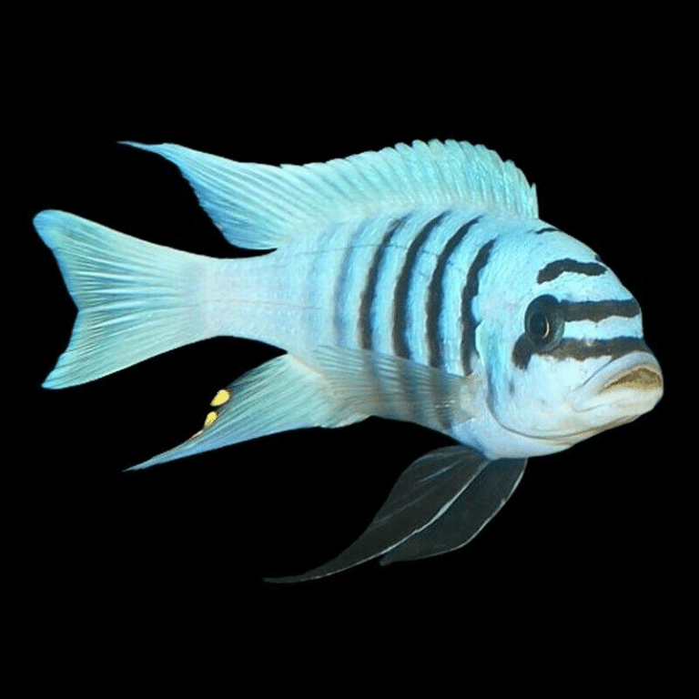 Chilumba Maison Reef Zebra Mbuna Cichlid – Maylandia Zebra – Lake ...