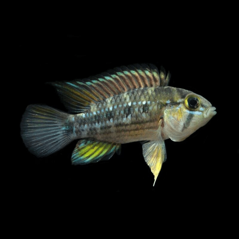 Apistogramma Cruzi – Dwarf South American Cichlid – Rare Fish | Buy ...