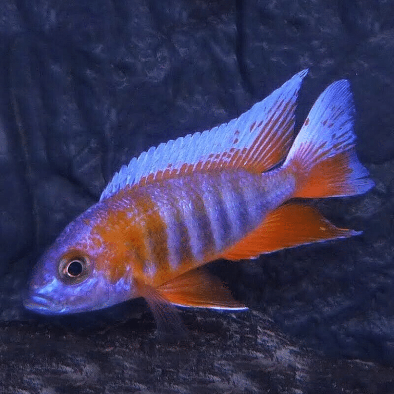 Eureka Peacock Cichlid - Aulonocara Jacobfreibergi - Lake Malawi ...
