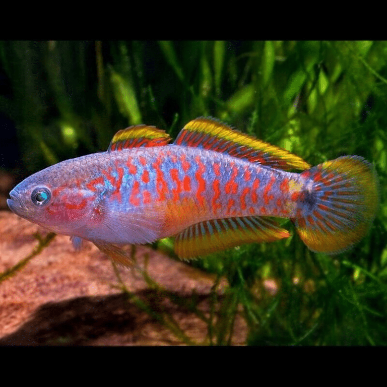Peacock Goby - Tateurndina Ocellicauda - Peacock Gudgeon, Easy Care ...