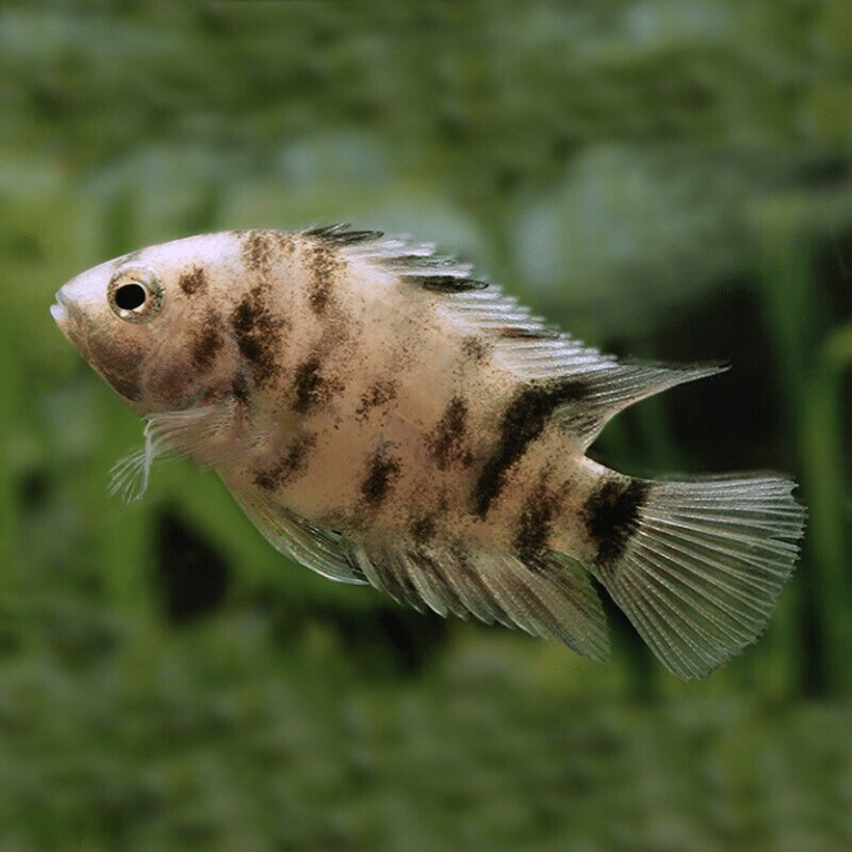 Amatitlania Nigrofasciata «Marble» - Marble Convict Cichlid - South ...