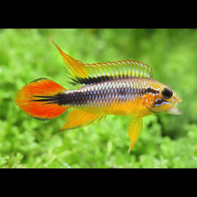 PAIR Apistogramma Agassizii «Gold Red» - Gold Red Agassiz'S Dwarf ...