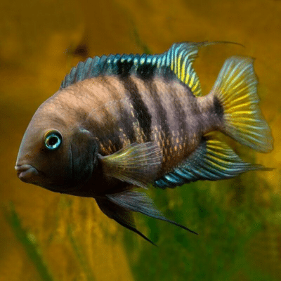 Cichlid south American - AquaTropics