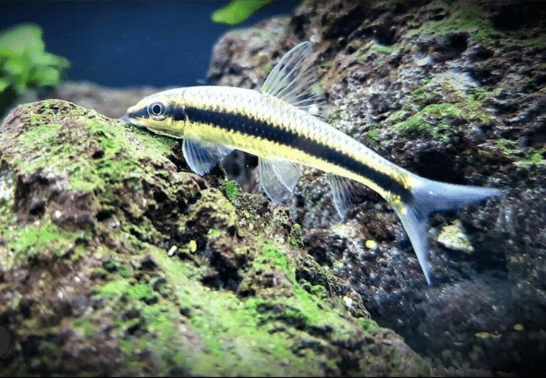 SIAMESE ALGAE EATER TROPICAL FISH - Best for Cleaning Algae Shrimp ...
