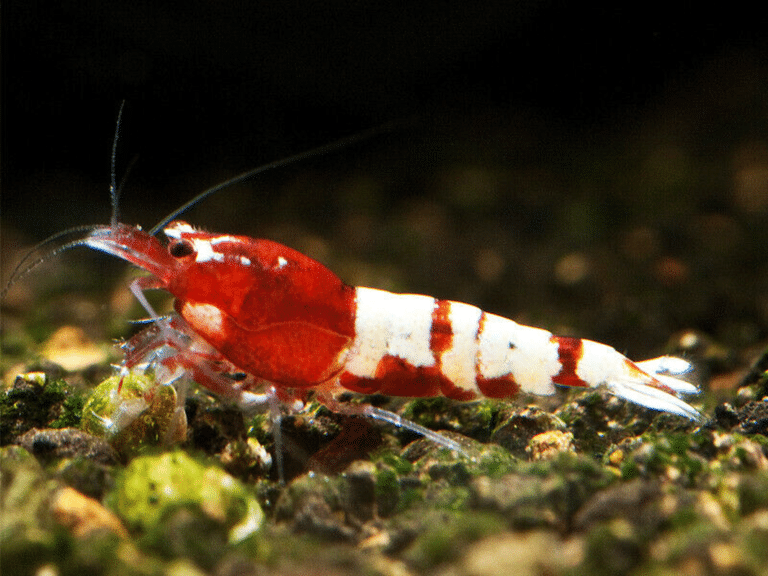 Red Pinto Shrimp - Caridina Cantonensis - Taiwan Bee - Aquatic ...