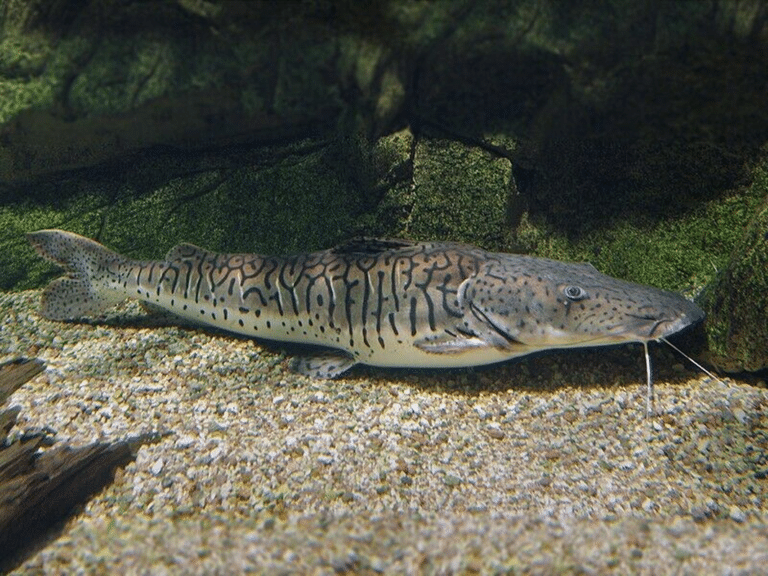 Barred Sorubim - Pseudoplatysto, Best Predatory Fish for Community ...