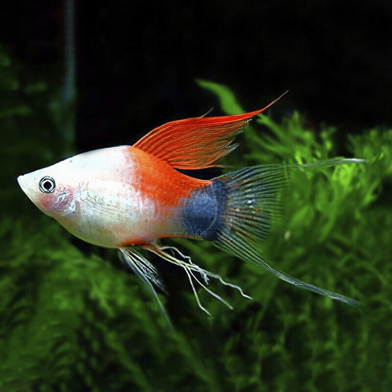 10 X Mickey Mouse Long Fin Platy – Xiphophorus Maculatus – Livebearer ...