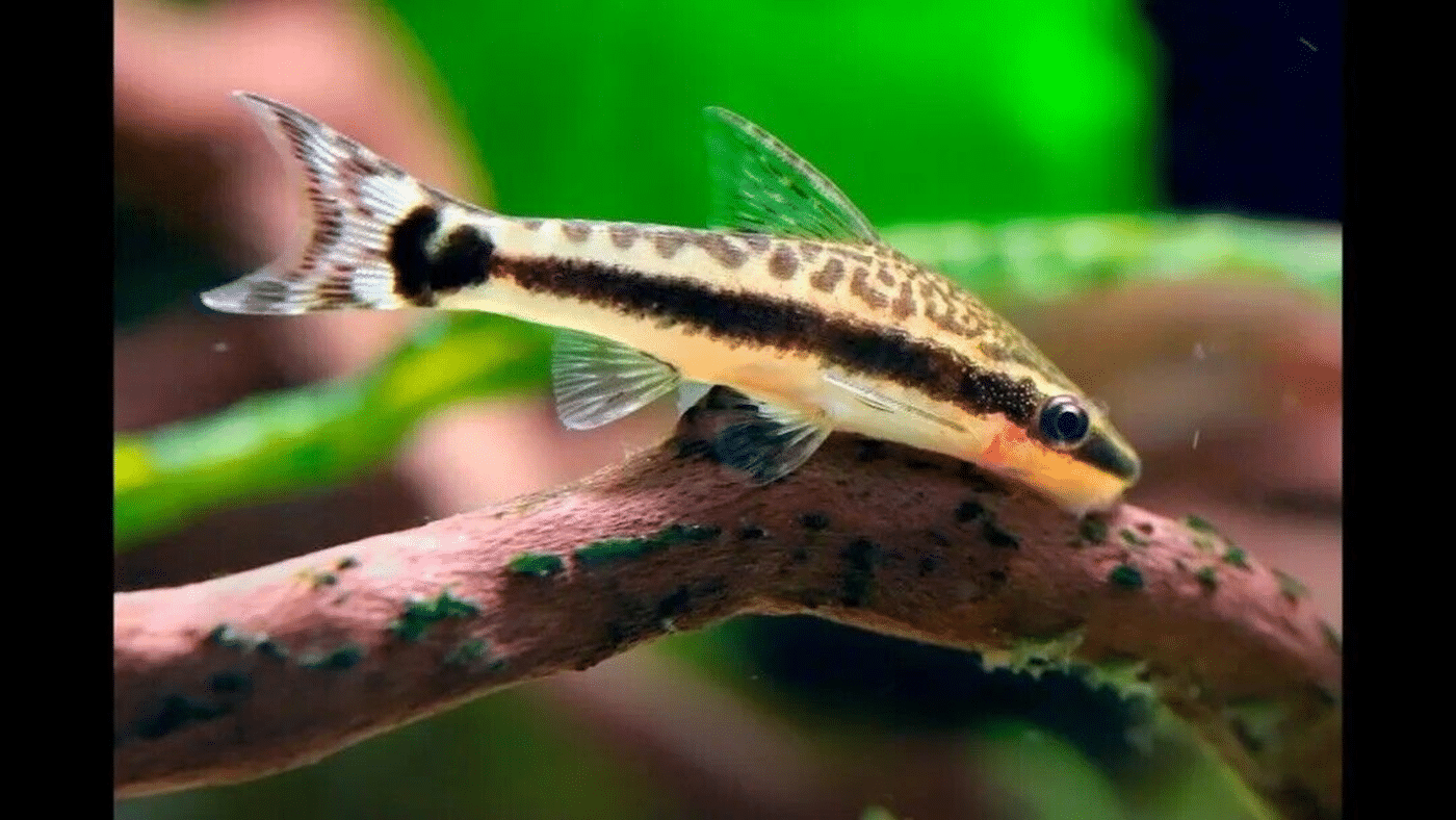 Otocinclus – Dwarf Sucker Catfish – Algae Eater | Buy Online | Aquatropics