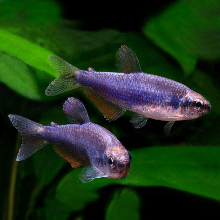10 X Royal Tetras - Inpaichthys Kerri - Emperor Tetras - South American ...