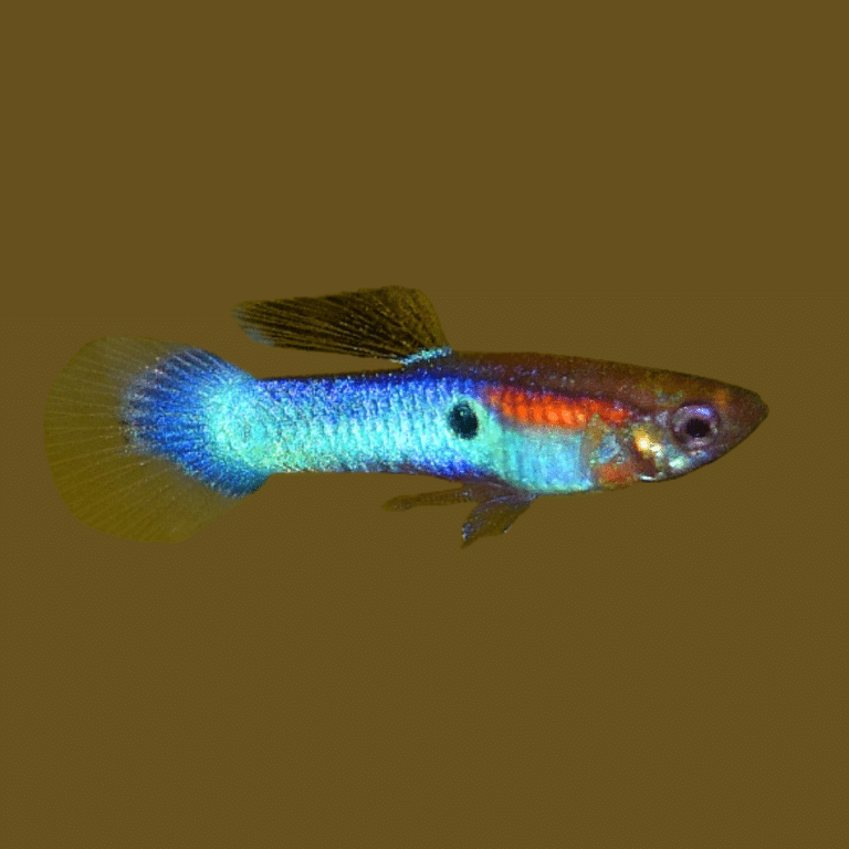 10 X Japan Blue Dwarf Guppy Males - Poecilia Reticulata X Wingei ...