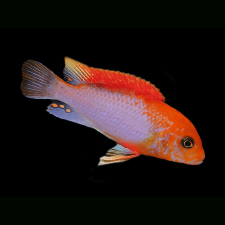 Labidochromis sp. – Red Sunflower Cichlid | Lake Malawi Cichlid | Buy ...