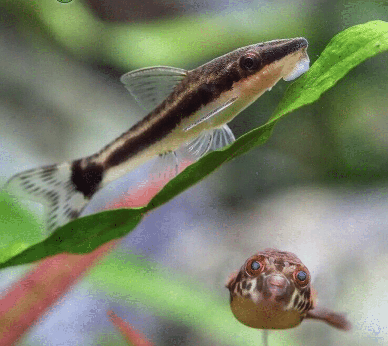 Otocinclus – Dwarf Sucker Catfish – Algae Eater | Buy Online | Aquatropics