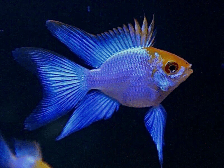 Ramirezi Electric Ballon Blue Dwarf Cichlid Beautiful Live Fish ...