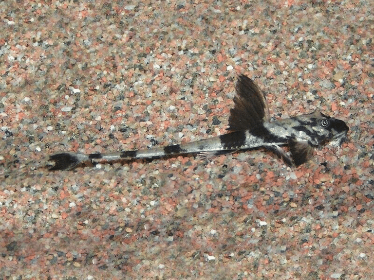 Marbled Whiptail Catfish - Loricaria Simillima - South American Catfish ...