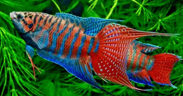 Paradise Fish – Macropodus Opercularis – Labyrinth Fish | Buy Online ...