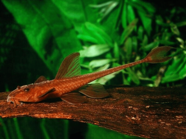L010A Rineloricaria sp. – Red Whiptail Catfish | South American Catfish ...
