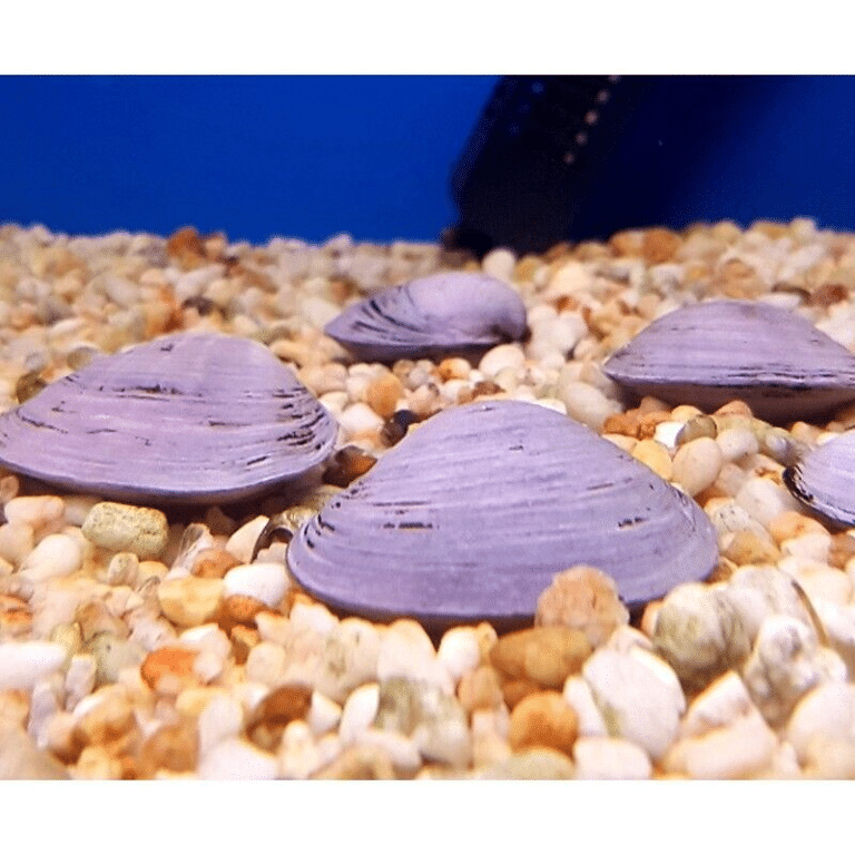Freshwater Purple Clam - Corbicula Javanicus - Aquatic Bivalve Mollusc ...