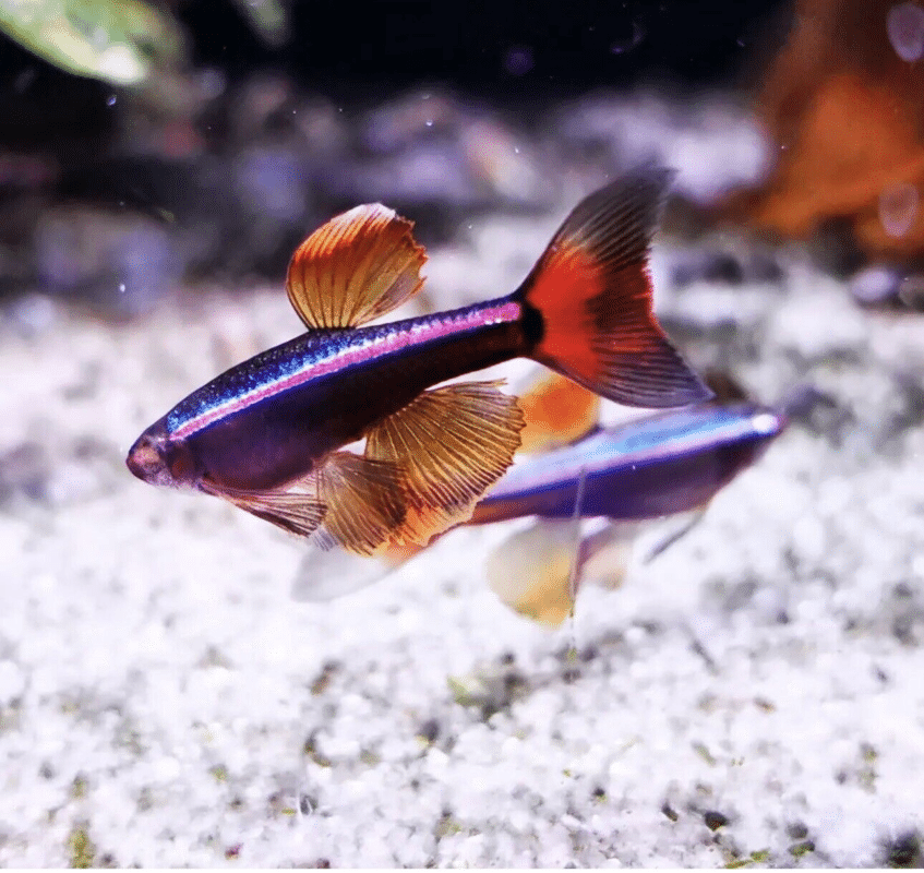 10 X White Cloud Mountain Minnows Live Aquarium Fish Tanichthys ...