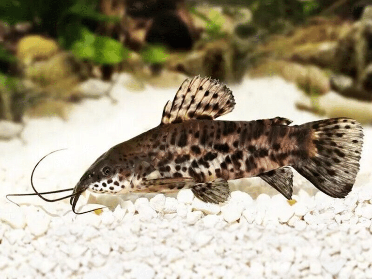 Megalechis thoracata – Spotted Hoplo | South American Catfish | Buy ...