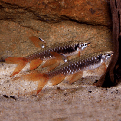 Splash Tetra – Copella Arnoldi – Spraying Characin – South American ...