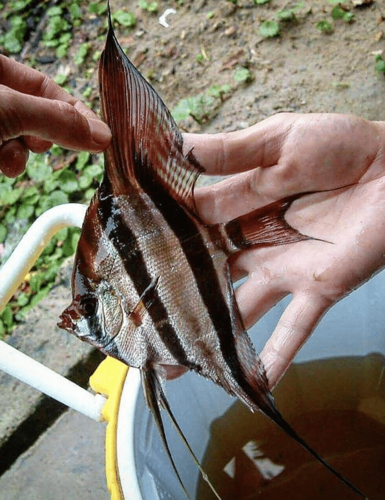 Altum Dantume Wild Angelfish (4-5cm) – Pterophyllum Scalare | Buy ...