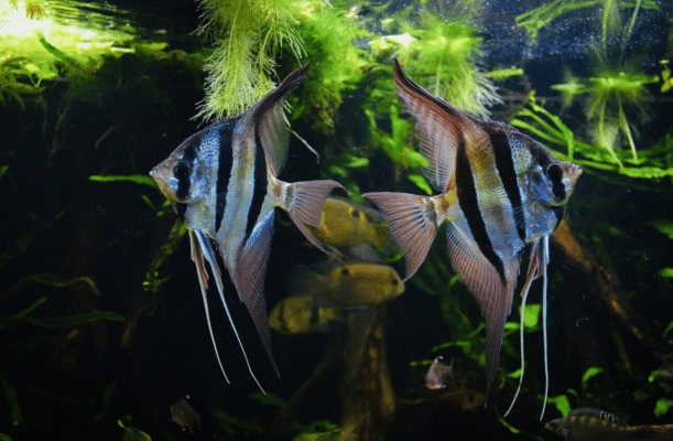 Altum Orinoco Angelfish F1 (5cm) – Pterophyllum Altum | Buy Online ...