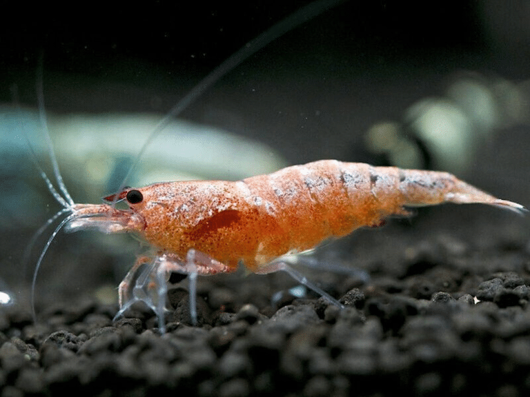 Red Bolt Taiwan Bee Shrimp - Caridina Cantonensis - Aquatic ...