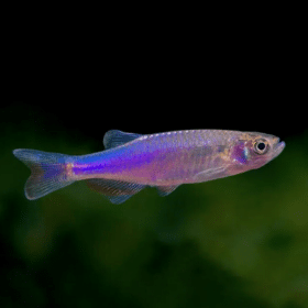 Danios - AquaTropics