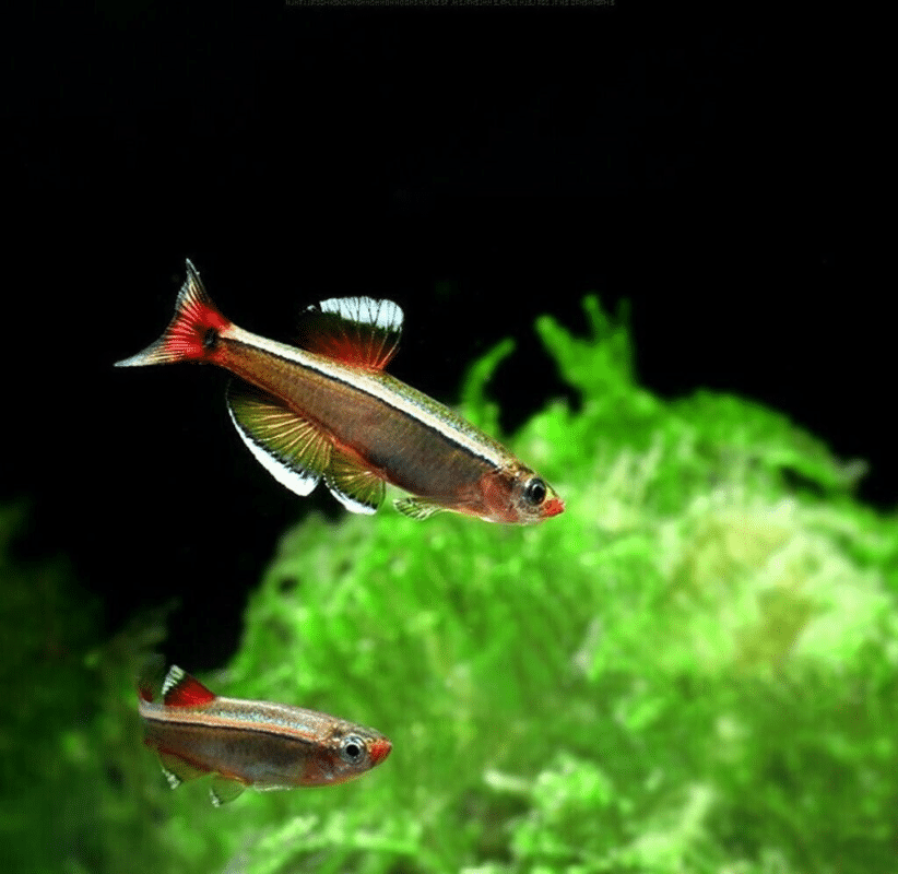 6 X White Cloud Mountain Minnows Live Aquarium Fish Tank, Stunning ...