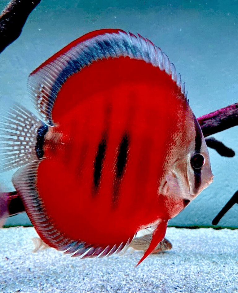 San Merah Discus (4cm) – Red Marlboro – Symphysodon Aequifasciatus ...