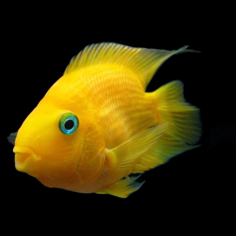 Yellow Parrot Cichlid – South American Cichlid Hybrid | Buy Online ...