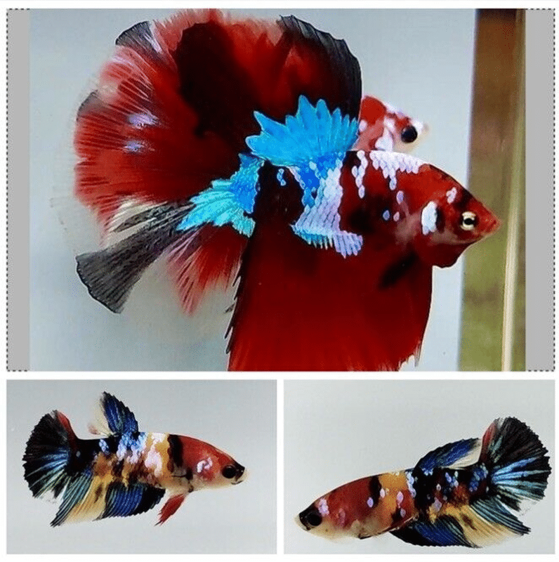 Halfmoon Betta Breeding Pair – 1 Male & 1 Female – Betta Splendens ...