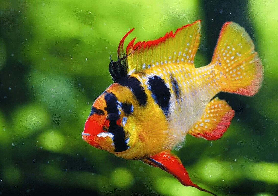 PAIR Ramirez Dwarf Cichlid Papiliochromis Ramirezi Asia Form Size 2-3 ...