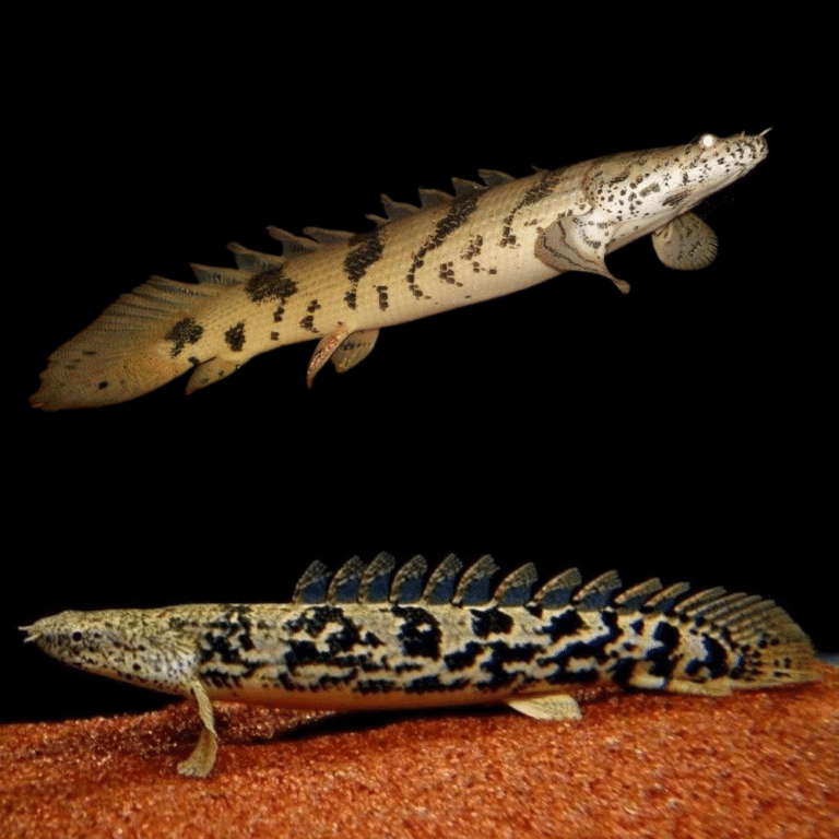 Barred Bichir – Polypterus Delhezi – Armoured Bichir | Buy Online ...