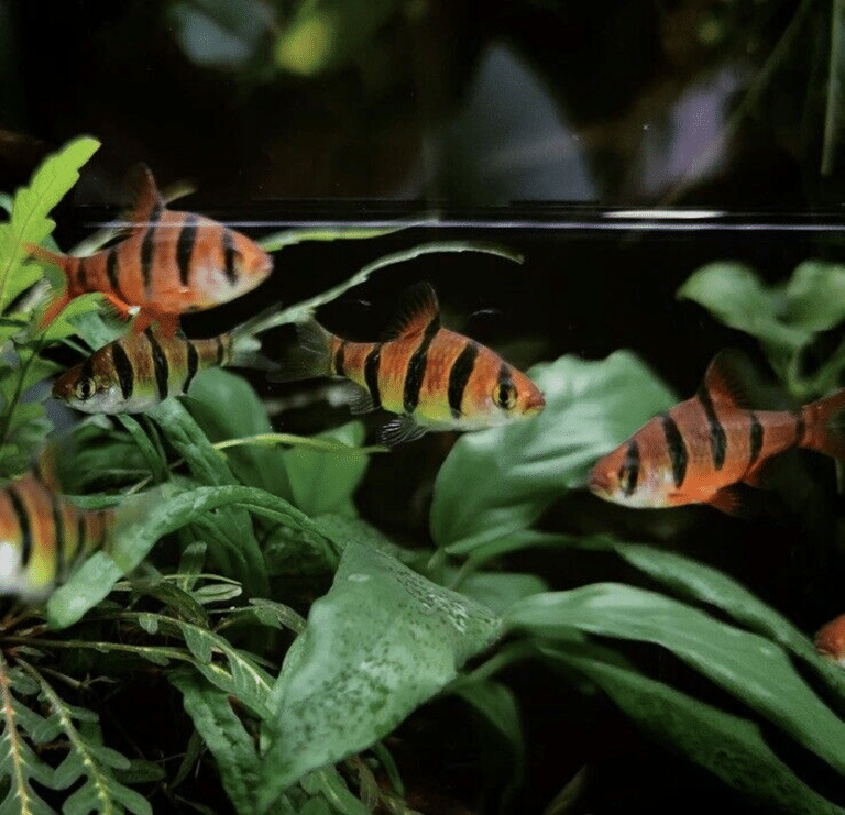 5 X FIVE BANDED PENTAZONA BARB DESMOPUNTIUS LIVE TROPICAL PEACEFUL FISH ...