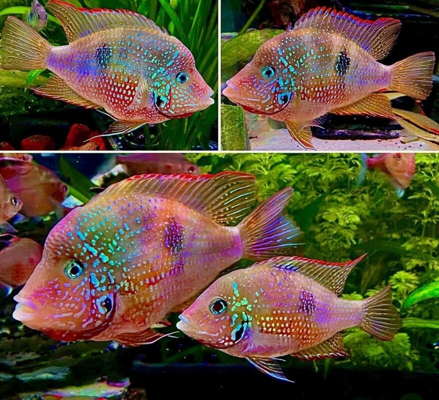 Elliot's Cichlid – Thorichthys Maculipinnis – South American Cichlid ...