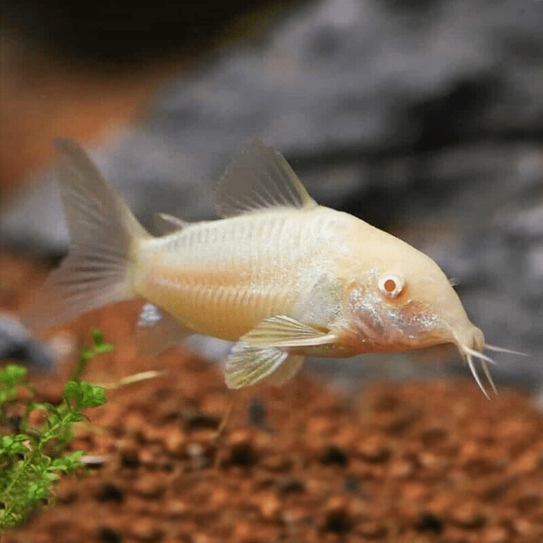 Corydoras aeneus 'Albino' – Albino Cory | South American Catfish | Buy ...