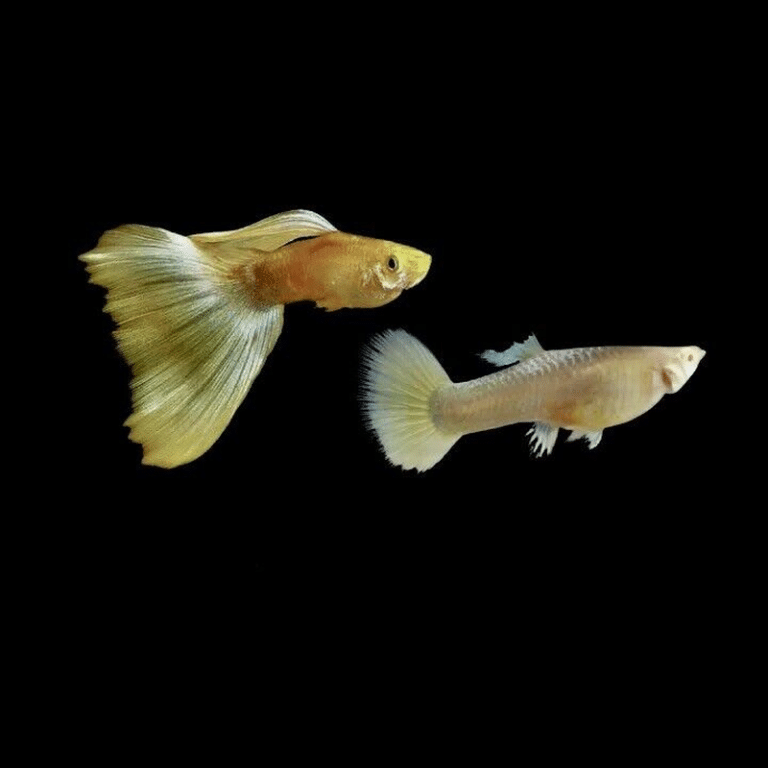 Guppy - AquaTropics