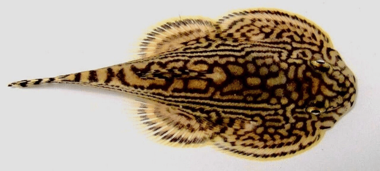Hillstream Loach – Sewellia Lineolata – Cold Water Algae Eater | Buy ...