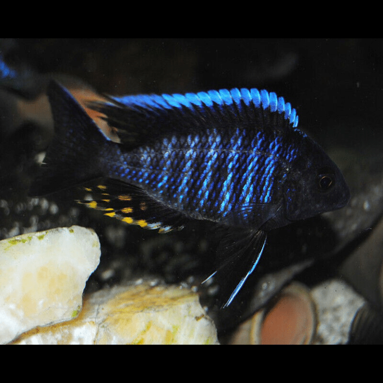 Aulonocara 'New Blue Orchid' – New Blue Orchid Peacock Cichlid | Malawi ...