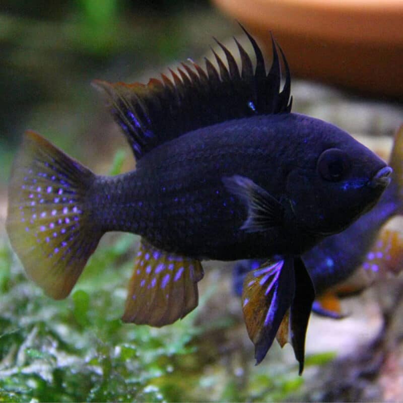 Mikrogeophagus Ramirezi «Black» – Papiliochromis – Black Ram Dwarf ...