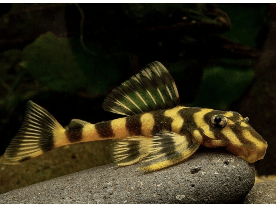 L052 Dekeyseria picta – Butterfly Pleco | Buy Online | Aquatropics