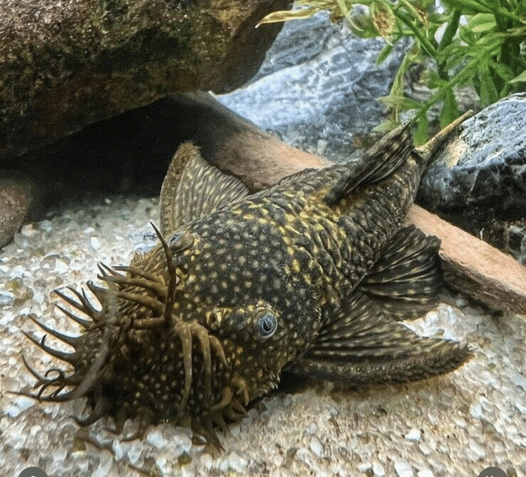Common Bristlenose Pleco 3 Cm Ancistrus Spec South American Catfish ...