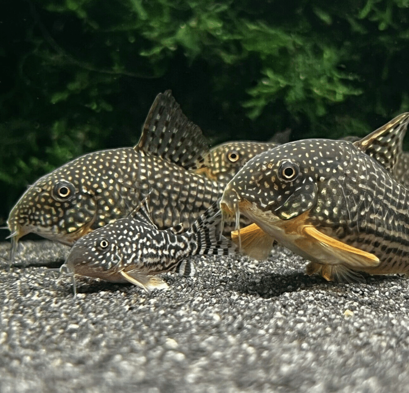 Corydoras sterbai – Sterbai Cory Catfish - AquaTropics