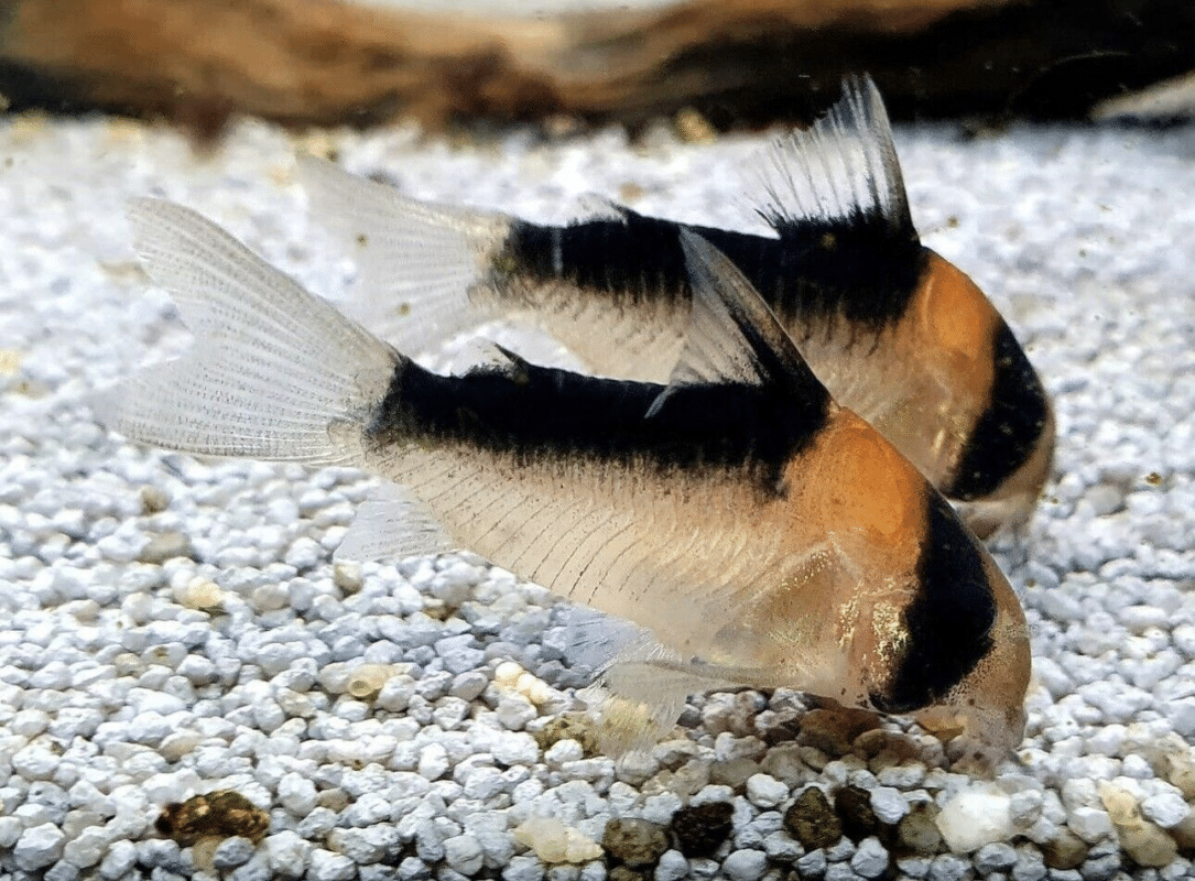 Adolfo'S Cory Corydoras Adolfoi Hardy Aquaruom Planted Catfish Gravel ...