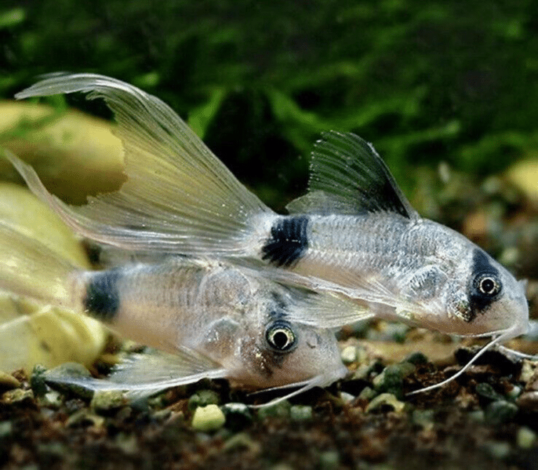 Long Fin Panda Cory South American Catfish Tropical Aquarium Fish ...