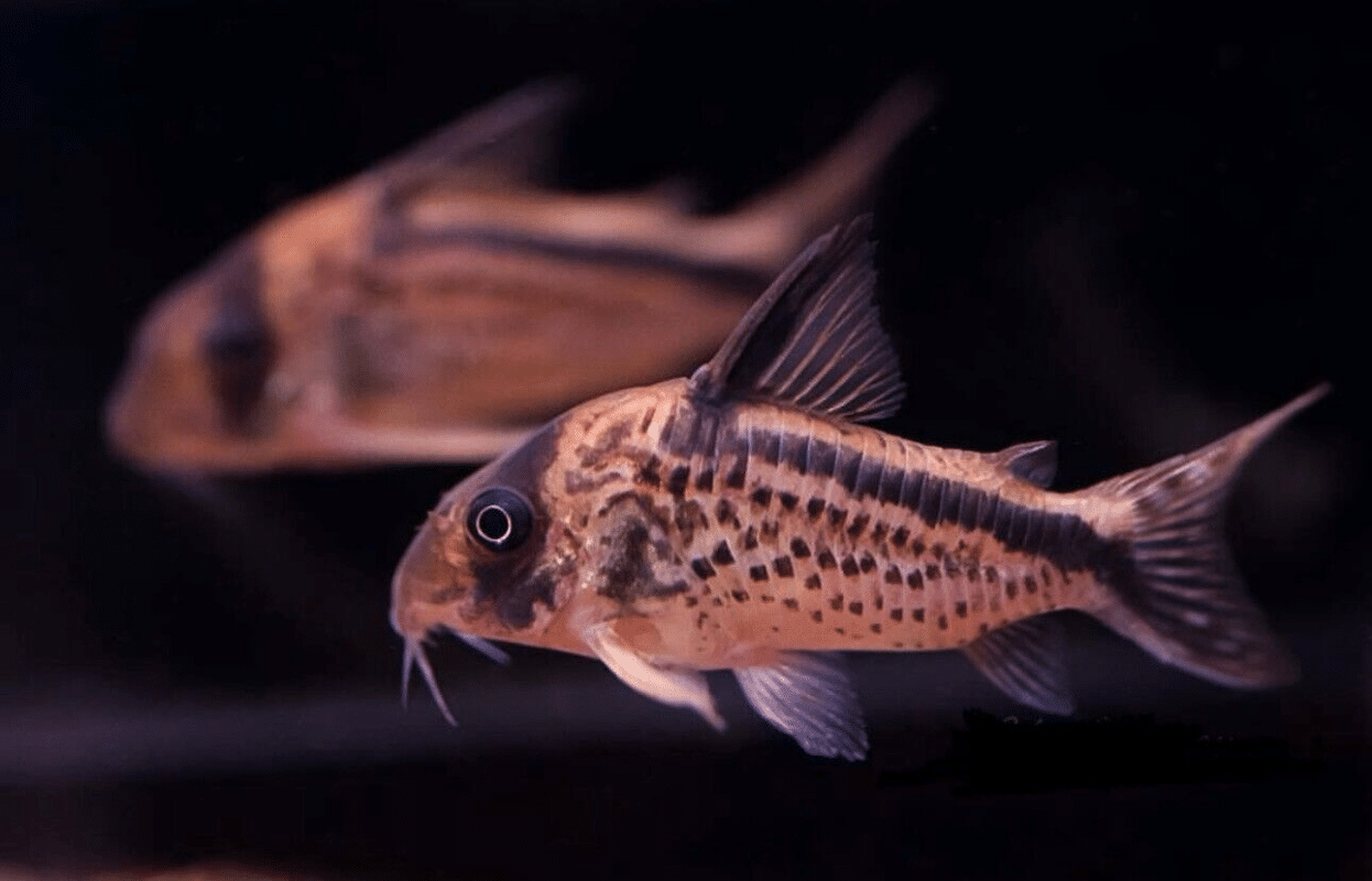 Cory Loxozonus Corydoras Loxozonus 2-3CM HARDY CATFISH Lovely Tank ...