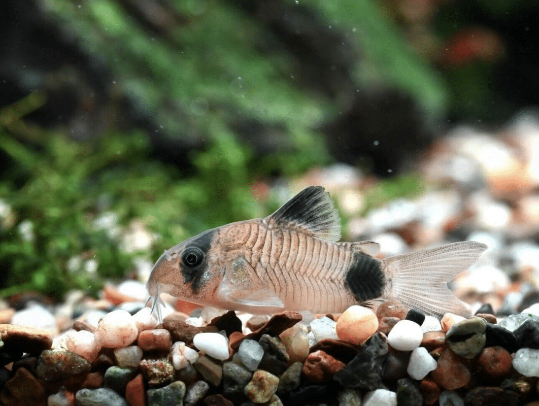 PANDA CORY TROPICAL FISH CORYDORAS CATFISH AQUARIUM CLEANING CREW ...