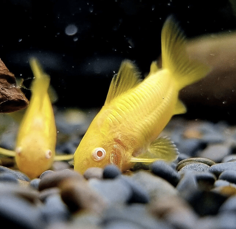ALBINO GOLDEN CORYDORA NEON CORY CATFISH PEACEFUL TROPICAL HARDY FISH ...